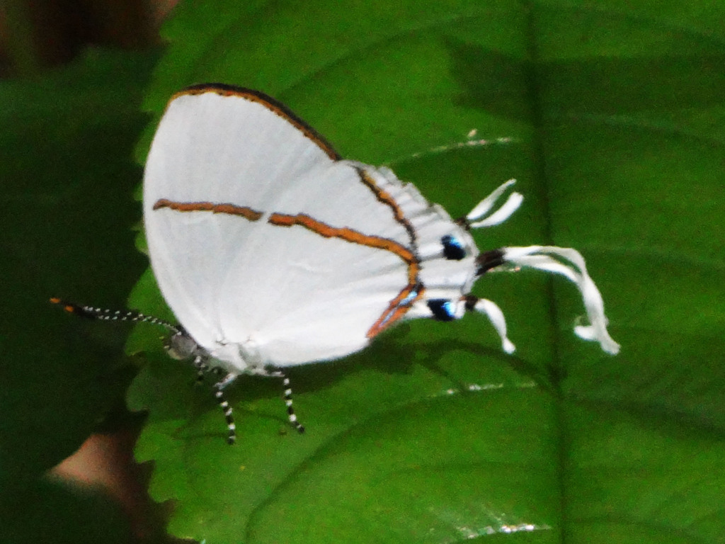 Oxylides faunus faunus from Tiwai Island Sierra Leone on December 6 ...