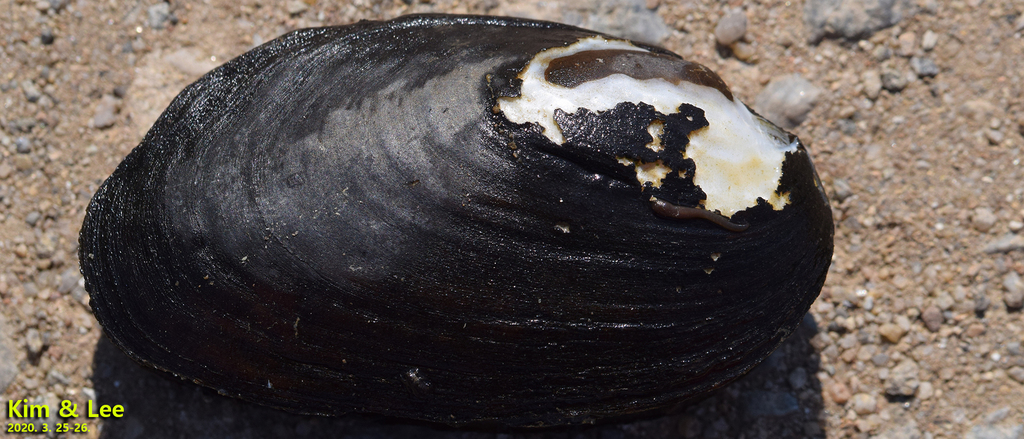 Lamprotula leaii from Jangheung, Jeollanam-do, South Korea on March 25 ...