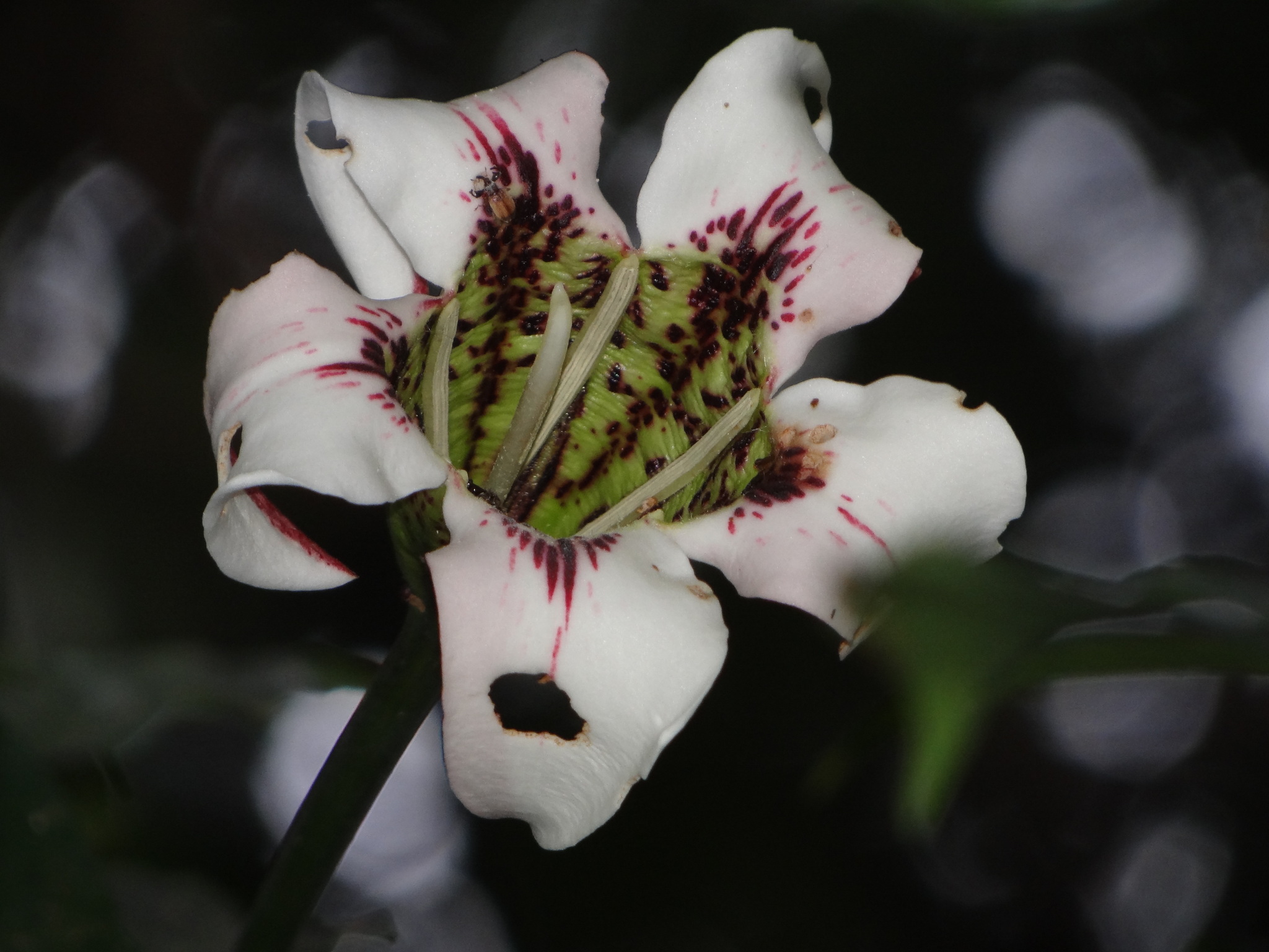 Rothmannia longiflora Salisb.