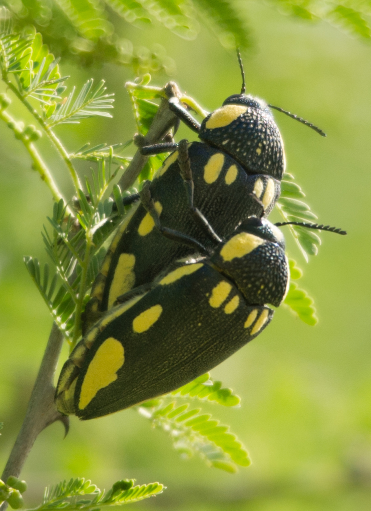 Giant jewel beetle (Mbuluzi Beetles) · iNaturalist