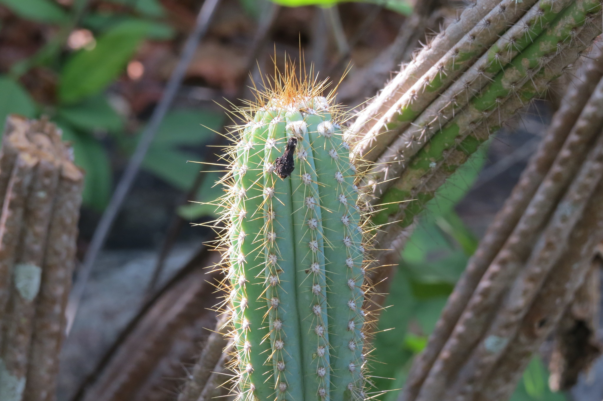 Pilosocereus machrisii (E.Y.Dawson) Backeb.