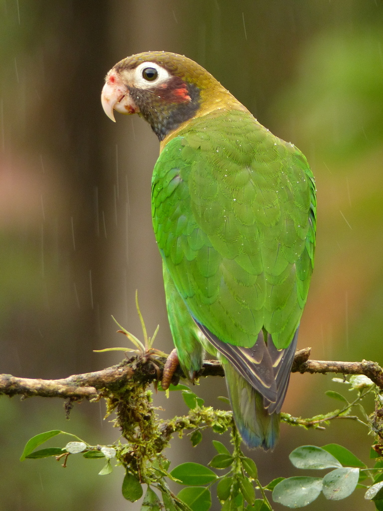 Brown-hooded Parrot (A Birding Field Guide to the Birds of Santa Fe ...