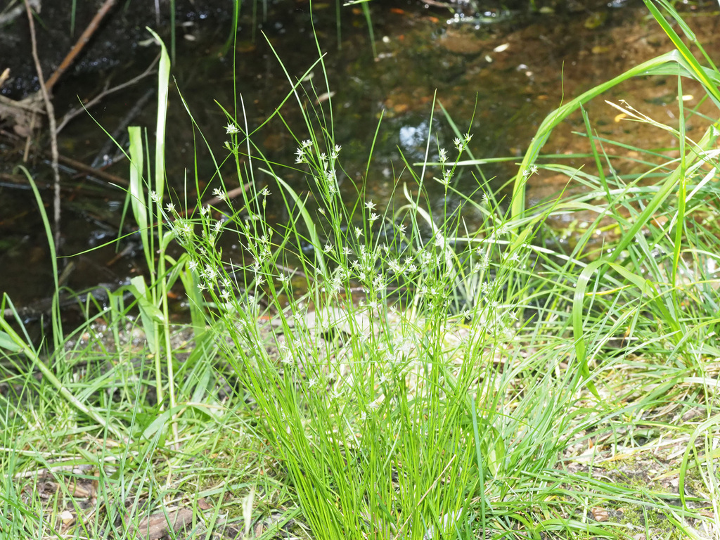 Slender Path Rush from kolbermoor on June 8, 2018 at 12:18 PM by Felix ...