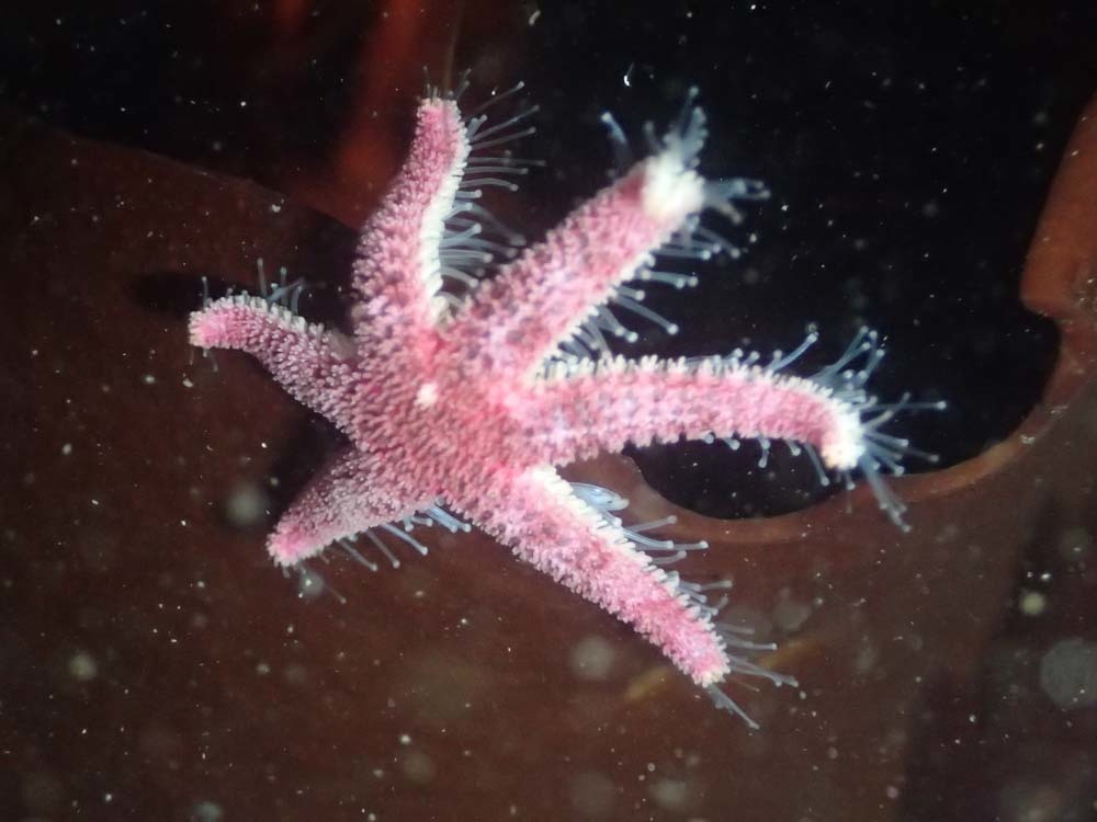 Six-rayed Star (Lost Coast Tide-pool Treasures ) · iNaturalist