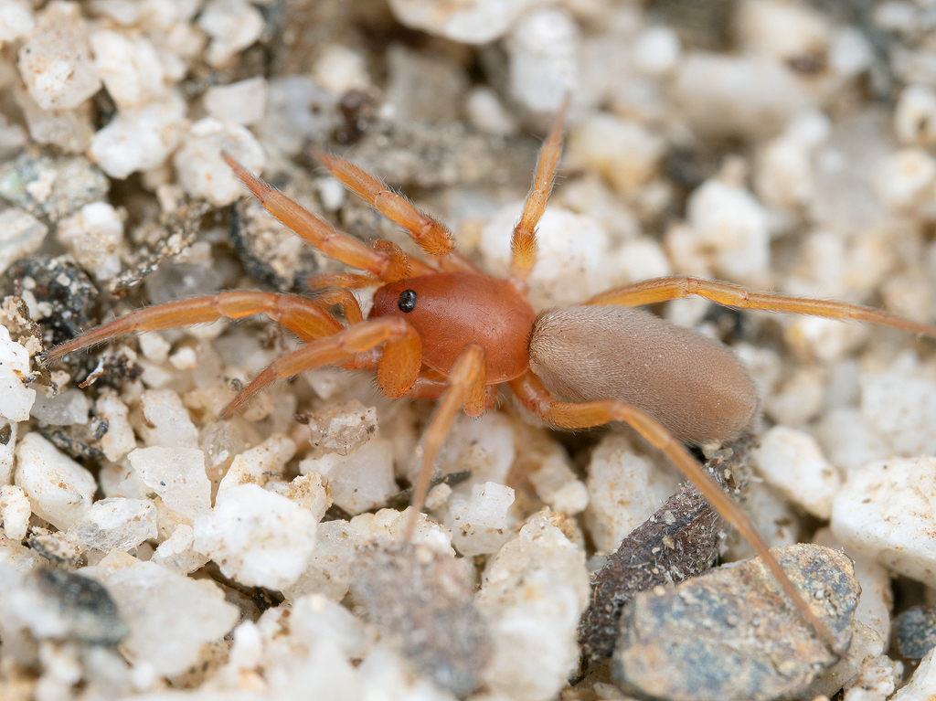 Orthonops from San Diego County, CA, USA on March 23, 2020 at 06:14 PM ...