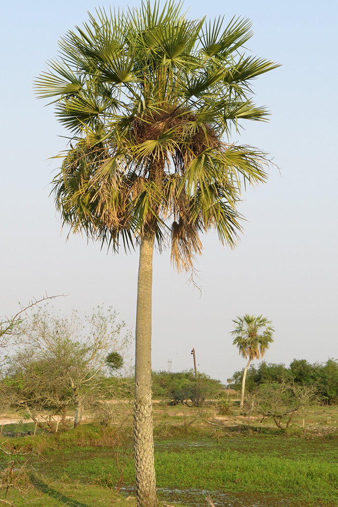 Caranday Palm (Copernicia alba) - Botanical Realm