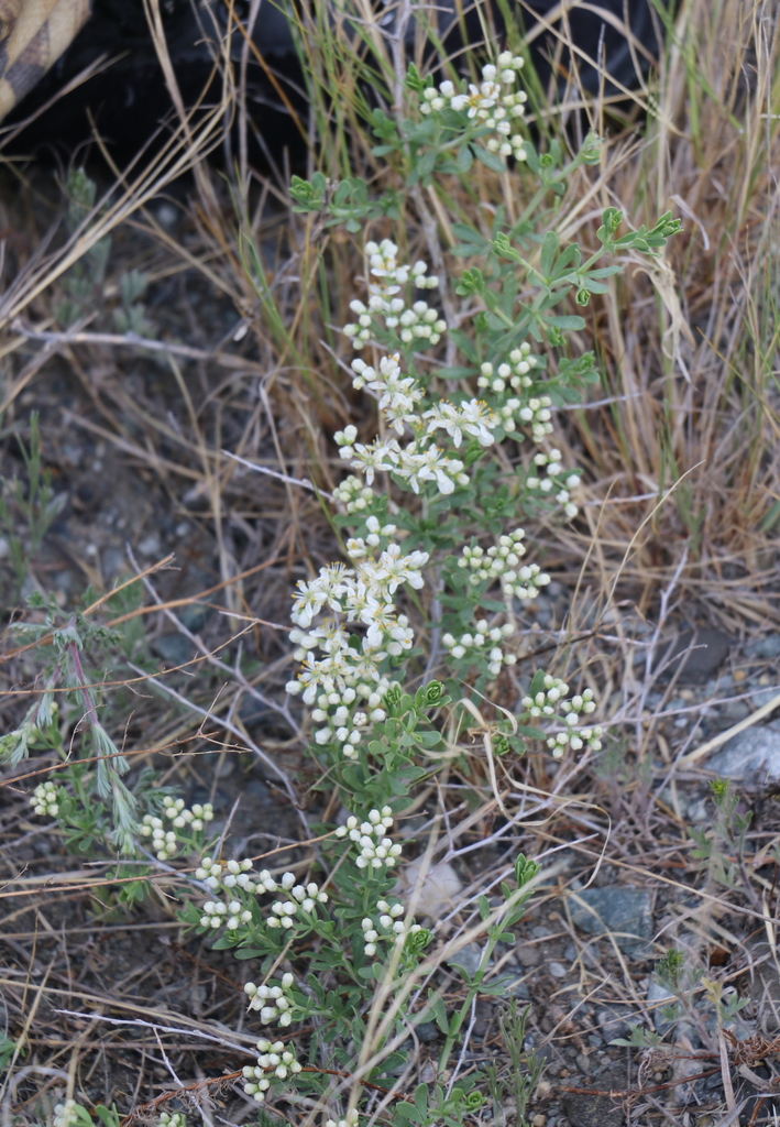 nitre bushes (Nitraria) - Botanical Realm