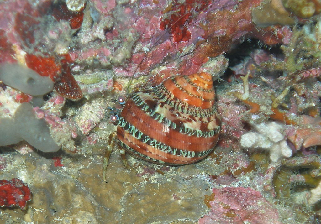 Tapestry Turban Snail from Alona Beach, Bohol, Philippines on February ...
