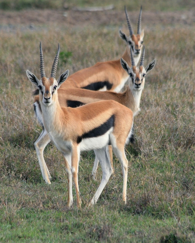 Thomson's Gazelle from Central, Keňa on August 12, 2008 at 03:08 PM by Michal Sloviak. Thomson's ...