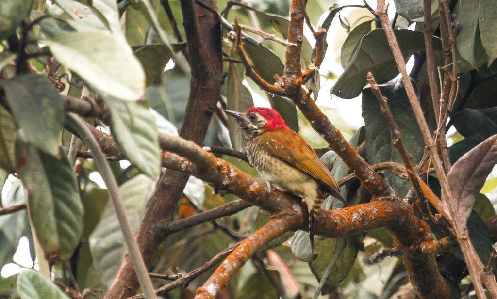 (Dryobates dignus dignus) - Avian Discovery