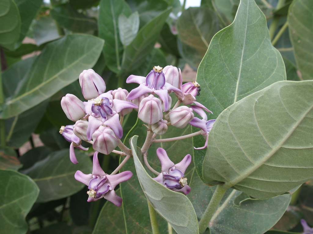 crown flower from Nilaveli, Sri Lanka on February 27, 2017 at 04:19 PM ...