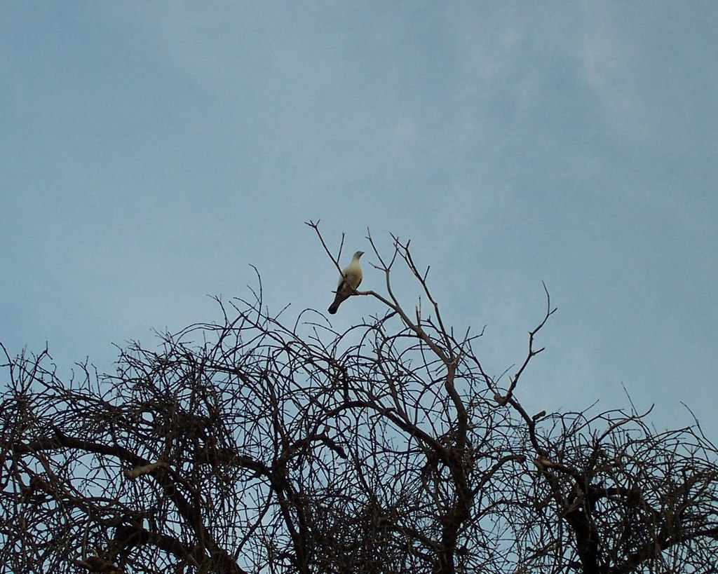 Torresian Imperial-Pigeon from Darwin NT, Australia on August 3, 2003 ...