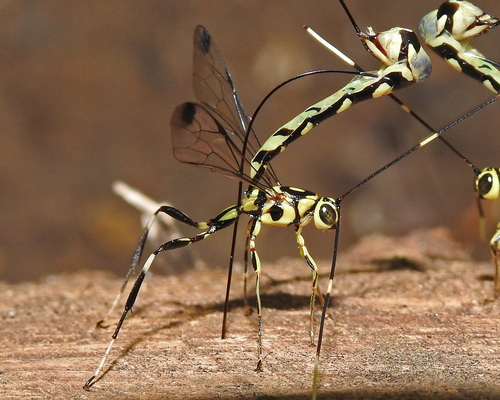 Apechoneura longicauda · iNaturalist
