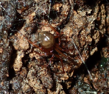 cave cobweb spiders from Lastoursville, Gabon on August 17, 2016 at 12: ...