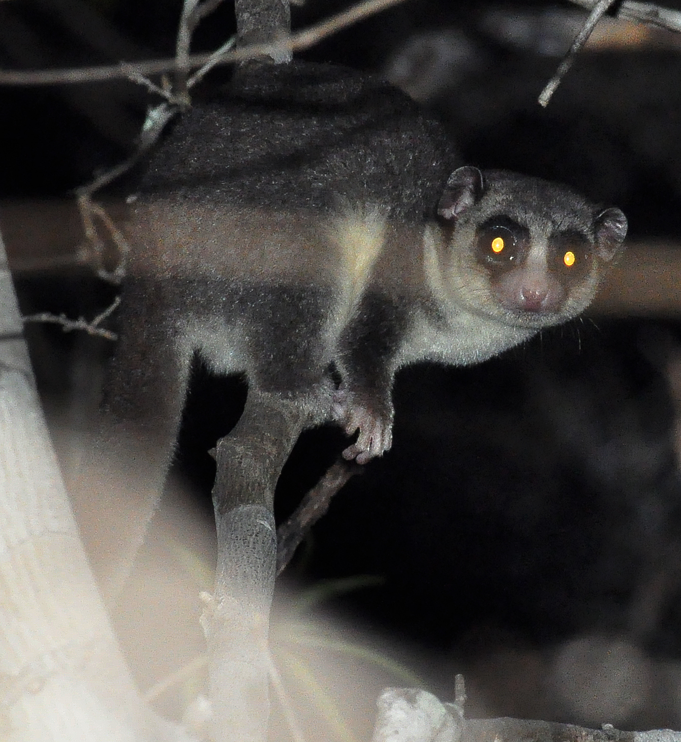 Cheirogaleus medius É.Geoffroy Saint-Hilaire, 1812
