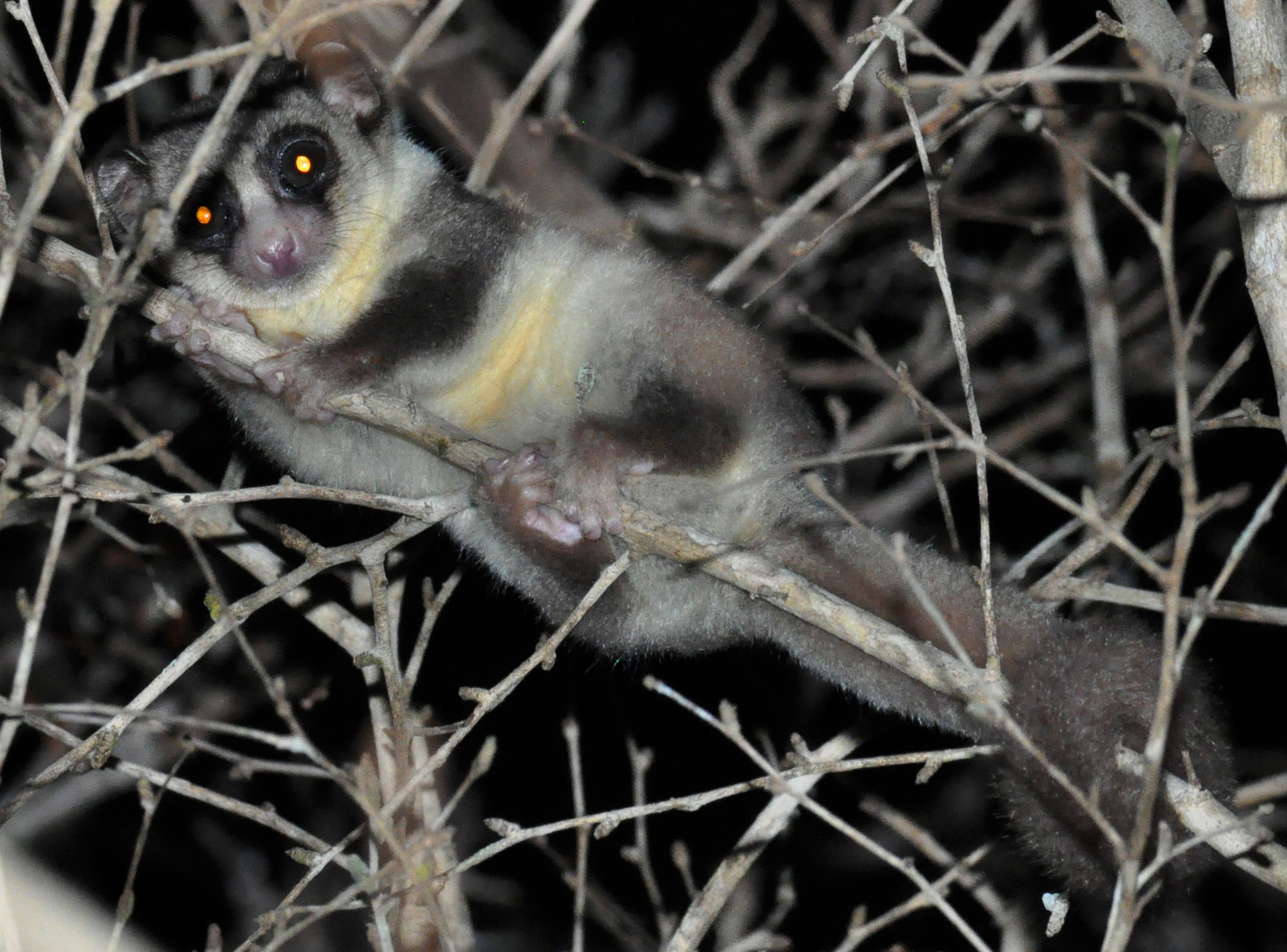 Cheirogaleus medius É.Geoffroy Saint-Hilaire, 1812