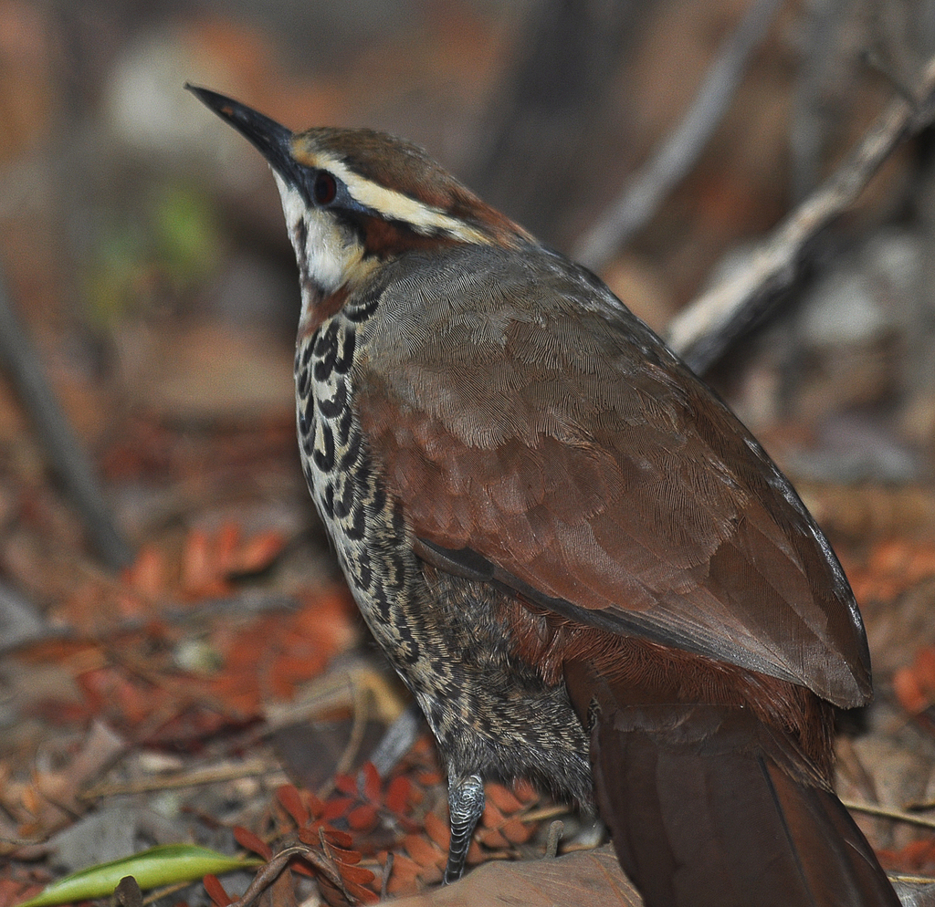 Mesites (Mesitornithidae) - Avian Discovery