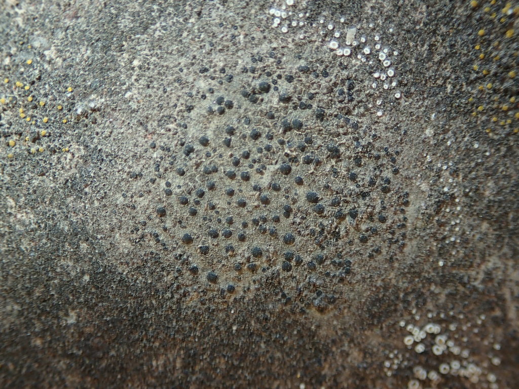 Rock Disk Lichen from Širvintų r. sav., Lietuva on March 26, 2020 at 01 ...