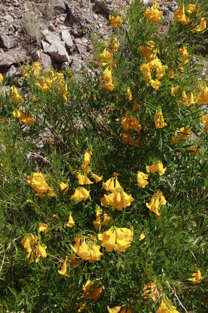 Tecoma stans angustata from Big Bend National Park, TX on May 11, 2010 ...