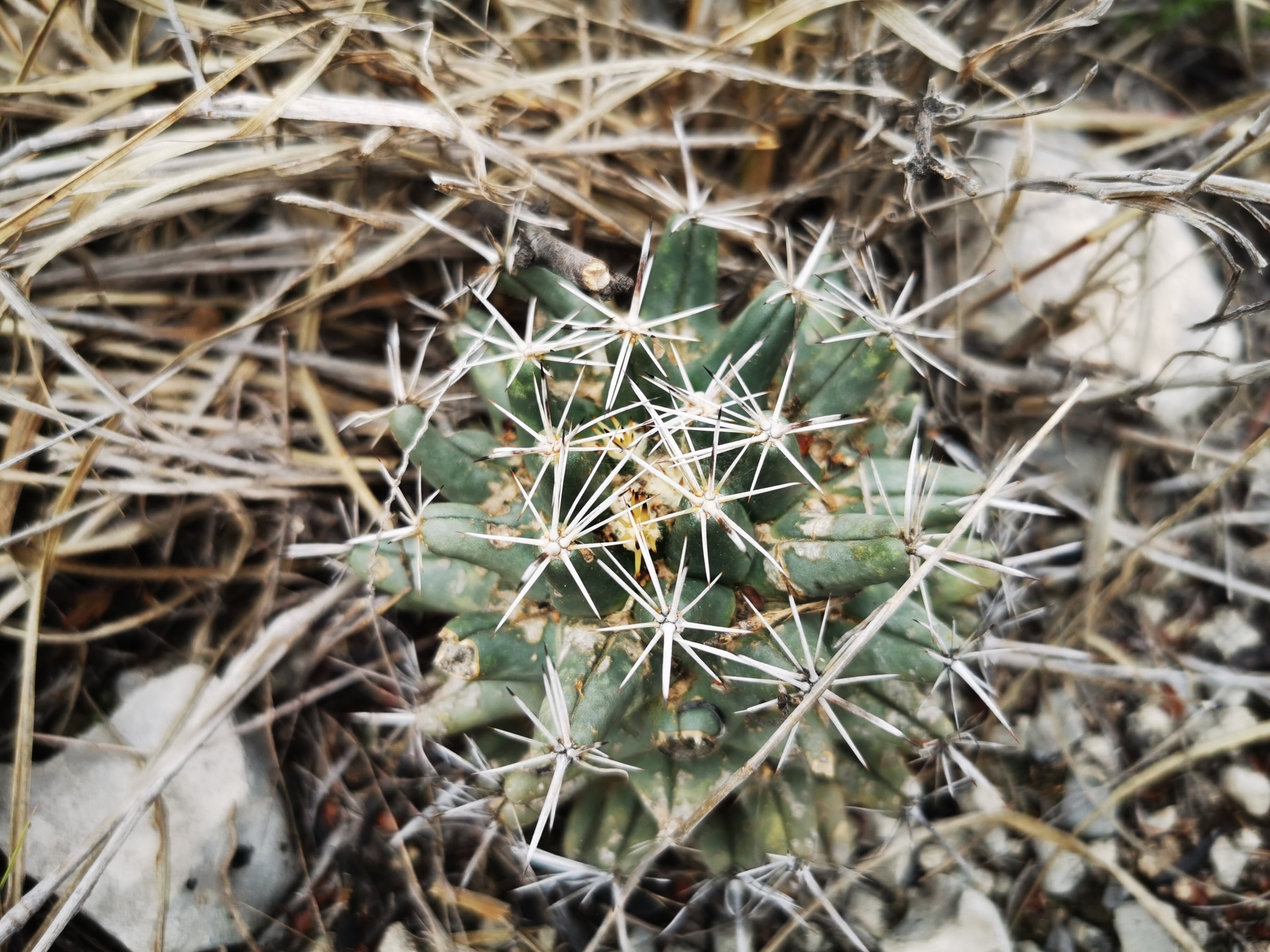 Coryphantha salinensis (Poselg.) Dicht & A.Lüthy