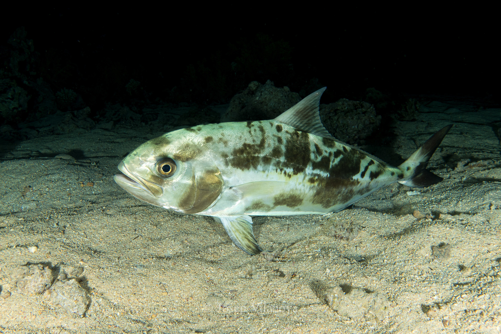 Blackbanded Amberjack (Seriolina nigrofasciata) - Marine Life ...