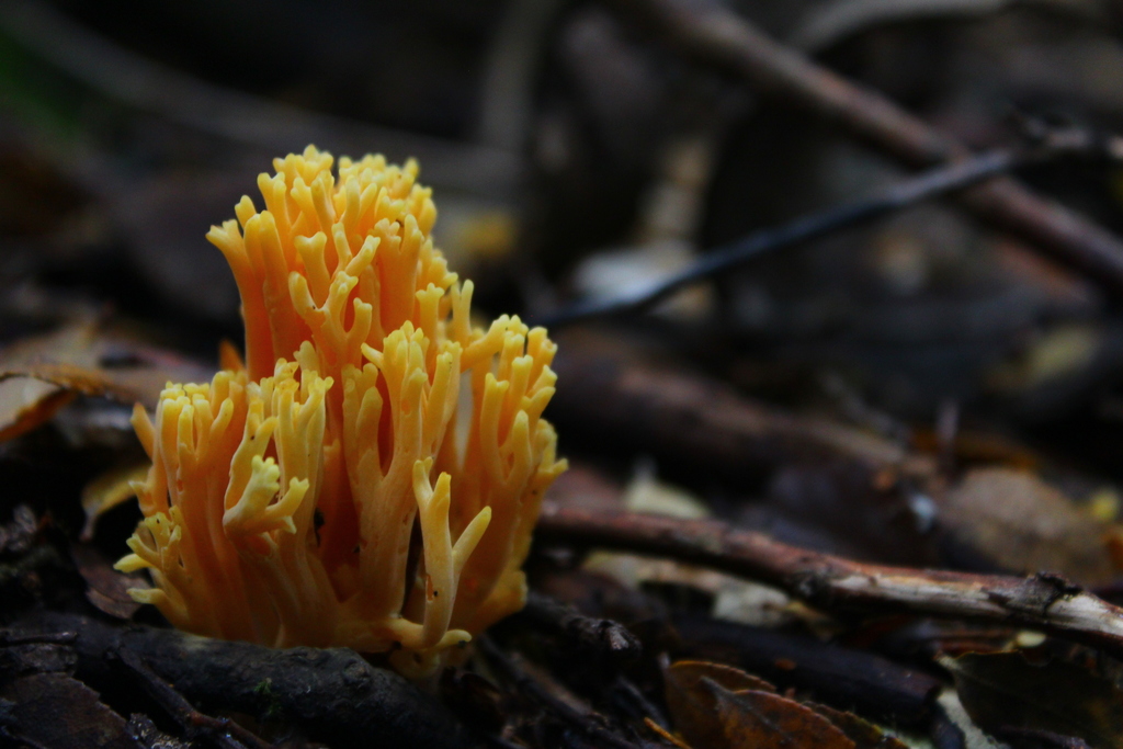 Coral Fungi from Talca, Maule, Chile on May 27, 2019 at 02:36 PM by ...