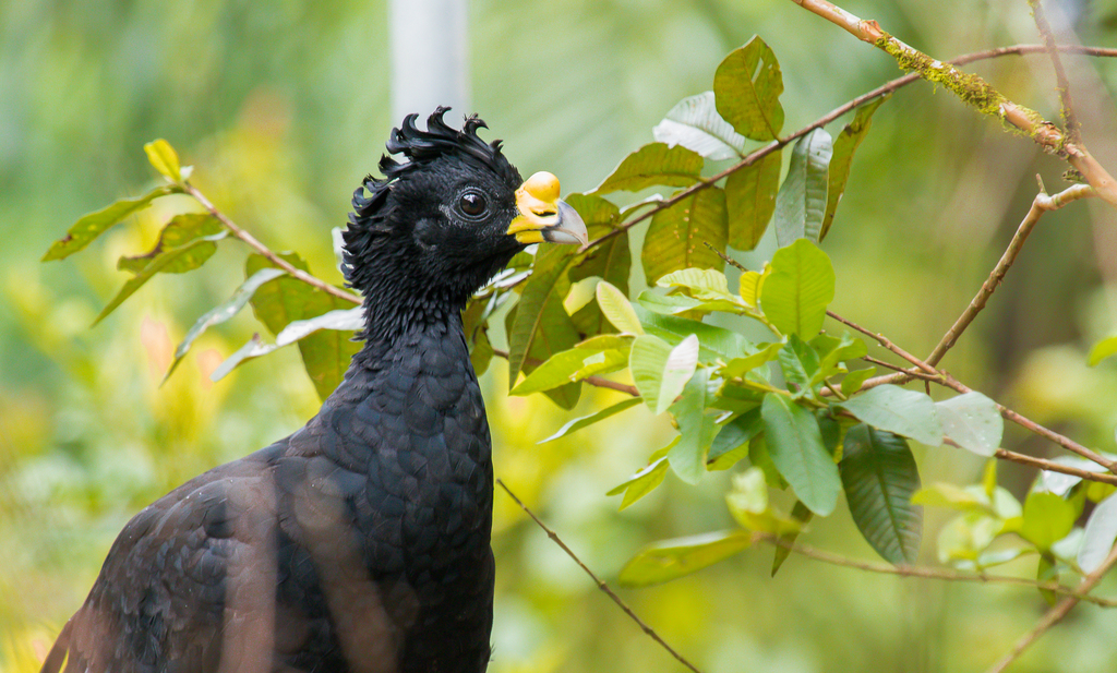 Crax rubra rubra in January 2020 by David Monroy R · iNaturalist