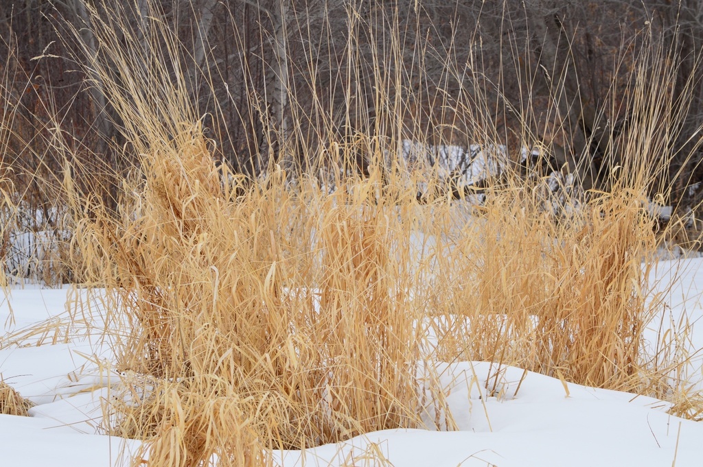 reed canary grass from Sturgeon County, AB, CA on March 26, 2020 at 01: ...
