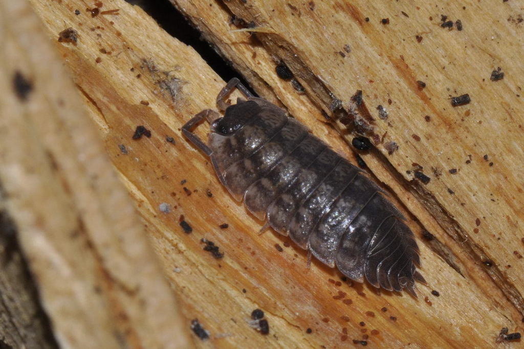 Porcellio monticola from 42220 Saint-Sauveur-en-Rue, France on July 05 ...