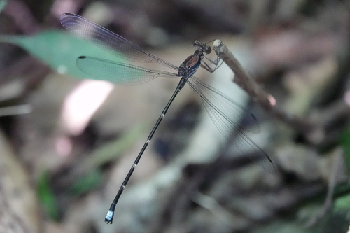 Family Philogeniidae · iNaturalist