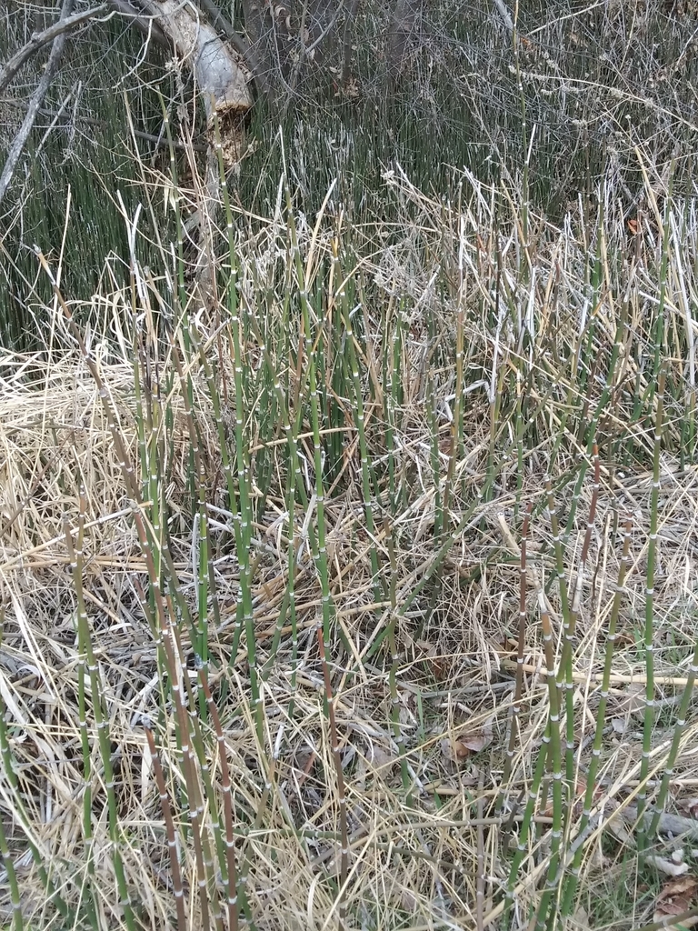 scouring rush from Union, OR 97883, USA on March 26, 2020 at 03:37 PM ...