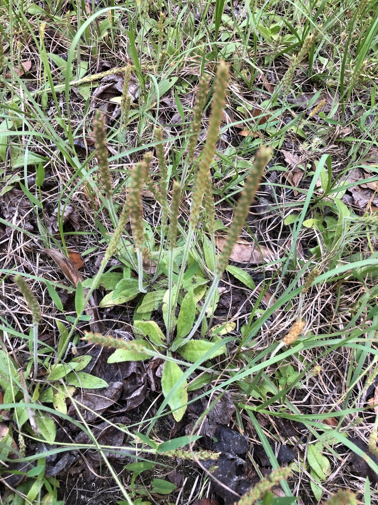 plantains from W Glendale Ct, Dunnellon, FL, US on March 26, 2020 at 07 ...