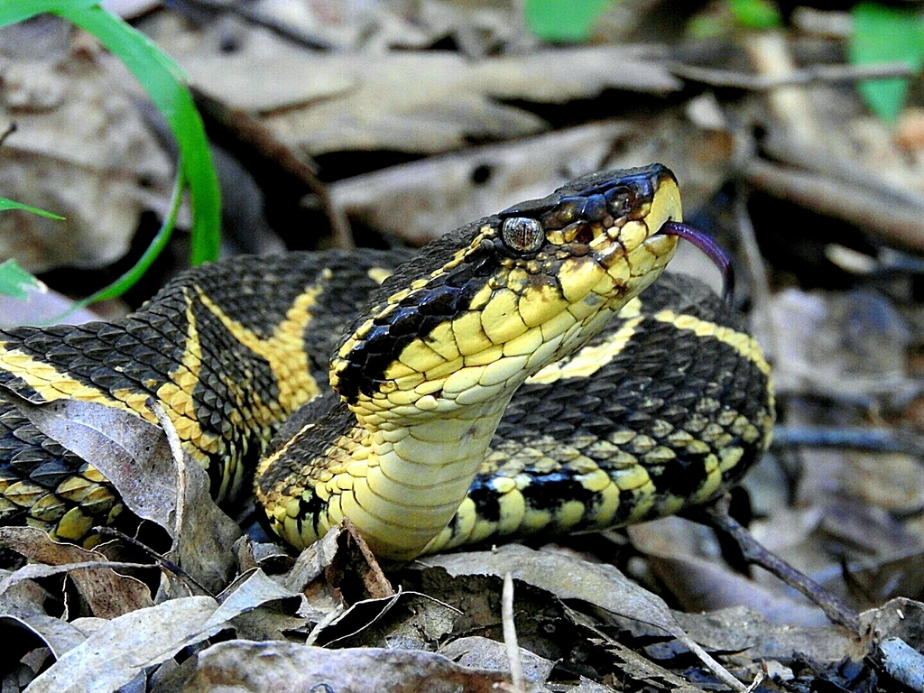 Jararacussu (Bothrops jararacussu) - Snakes and Lizards