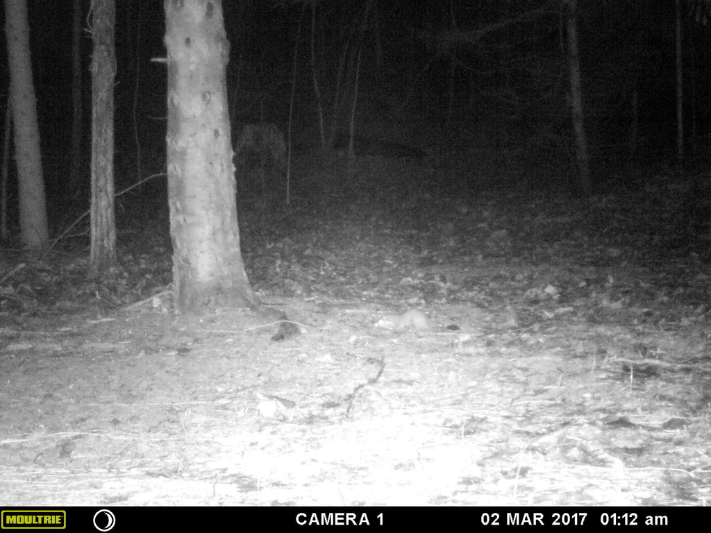Long-tailed Weasel from Windham County, US-CT, US on March 02, 2017 at ...