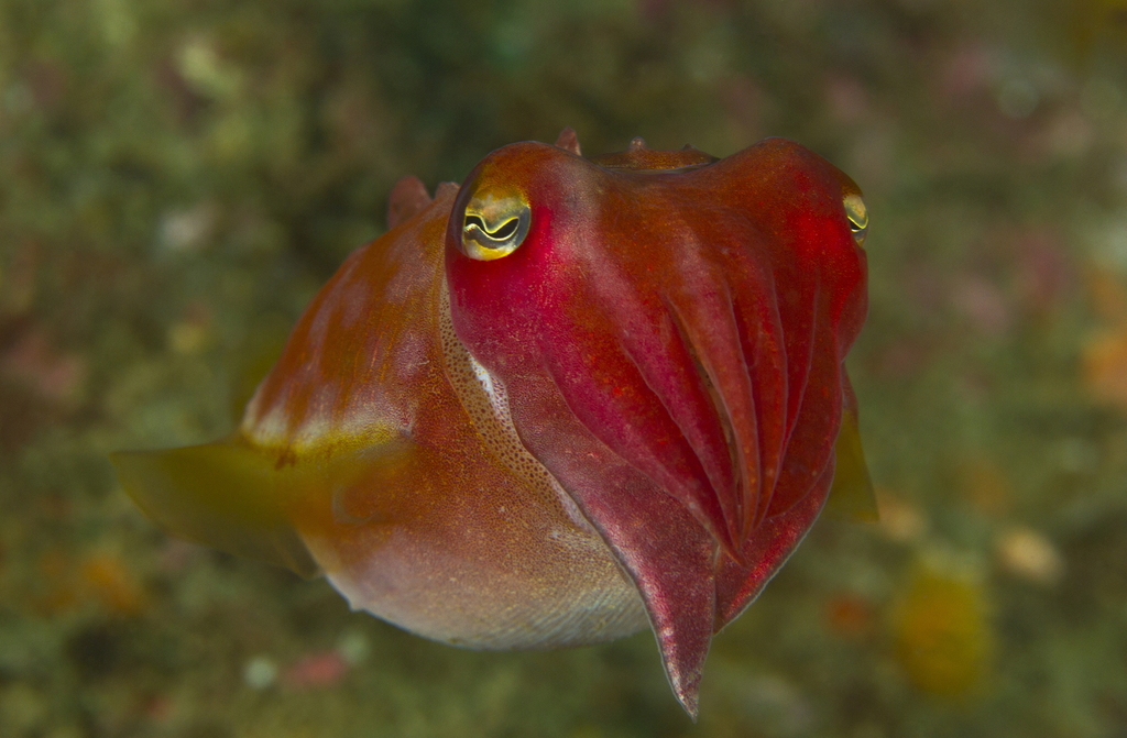 Reaper Cuttlefish from New South Wales, Australia on October 14, 2012 ...