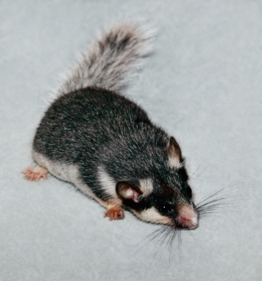 Spectacled Dormouse (Graphiurus ocularis) - Know Your Mammals