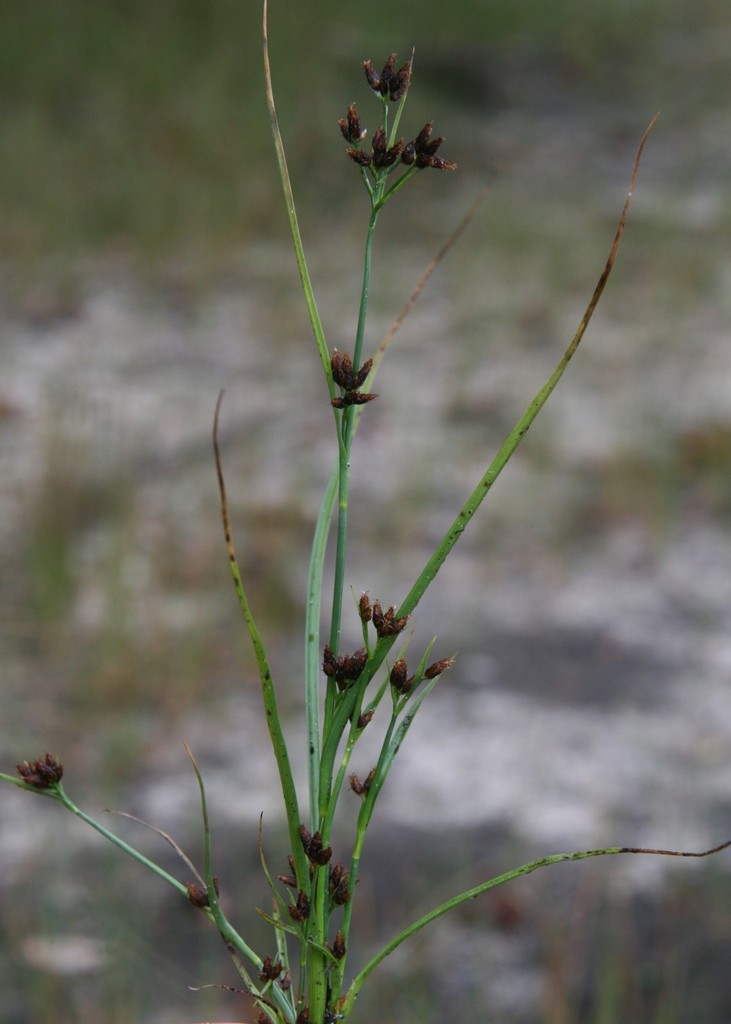 Long-beaked Bald-rush in September 2011 by Derek · iNaturalist
