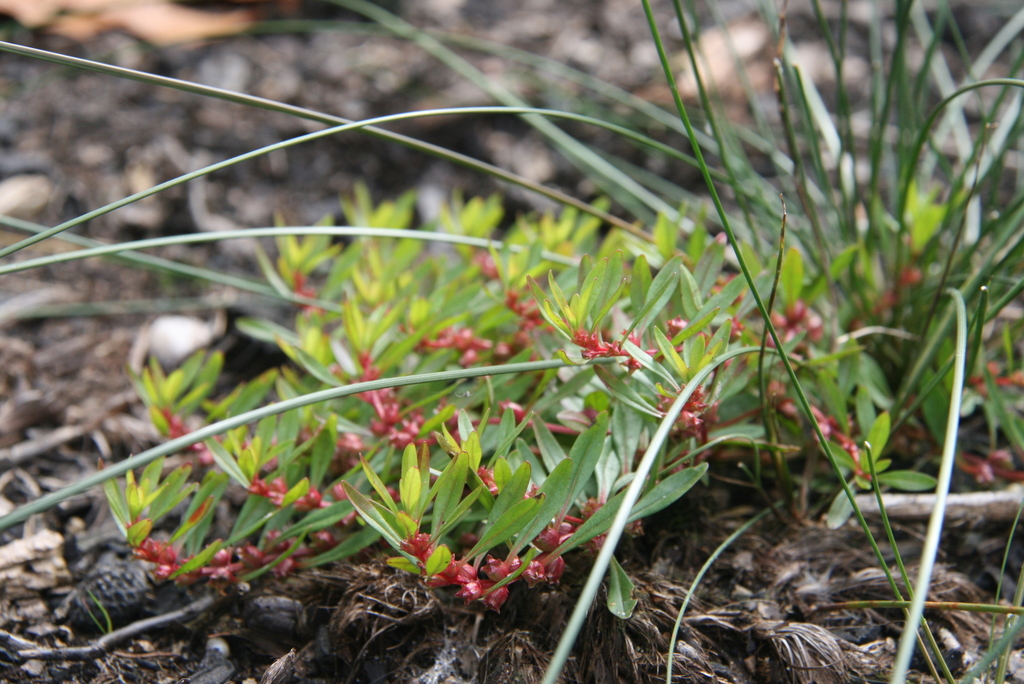 Toothcup in September 2011 by Derek. collection in CMC herbarium ...
