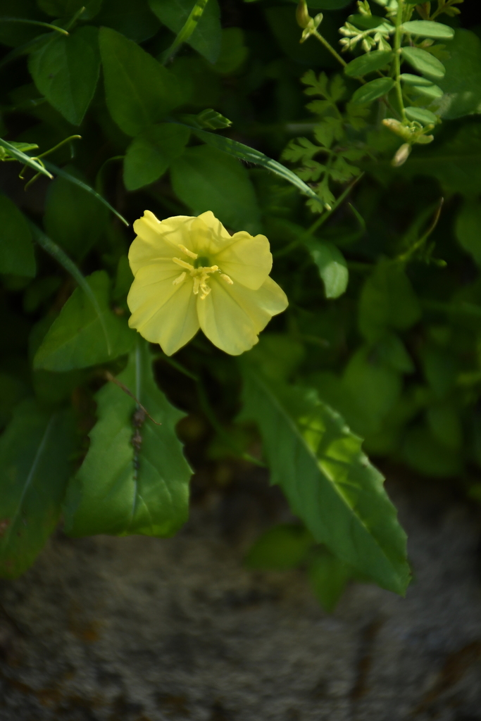 Stemless Evening Primrose from New Braunfels, TX, USA on March 24, 2020 ...