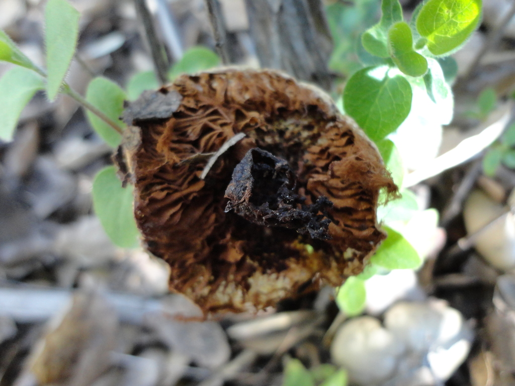 Common Gilled Mushrooms and Allies from Sierra San Pedro Martir, Baja ...