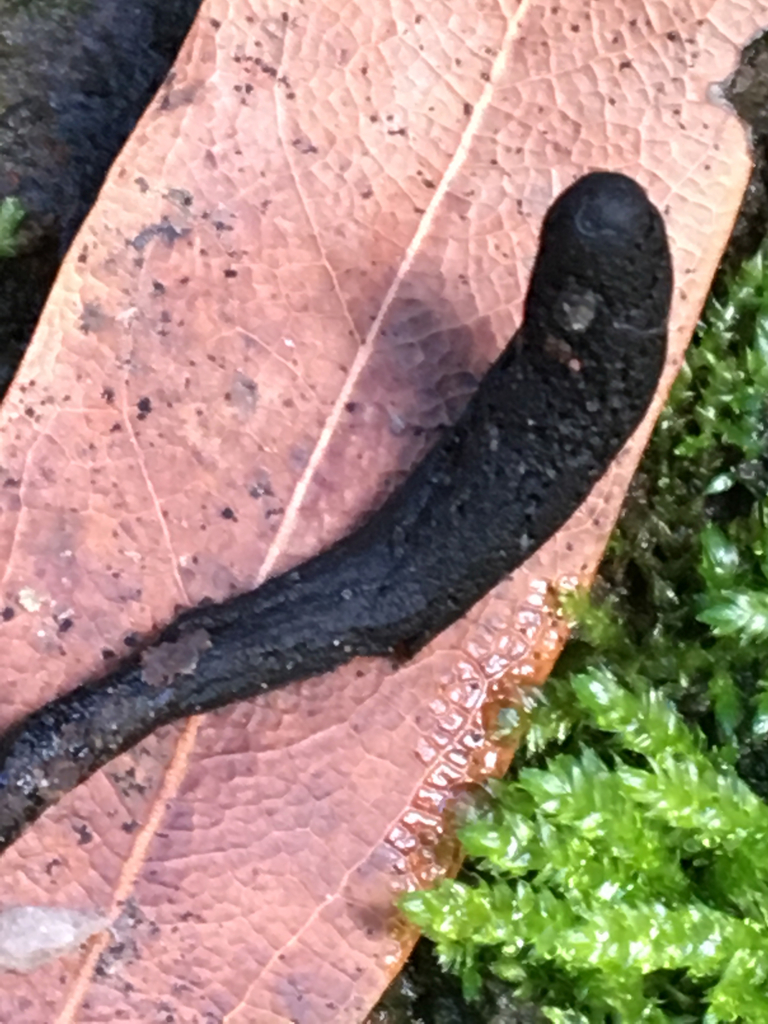 glutinous earthtongue (Earthtongues of the World) · iNaturalist