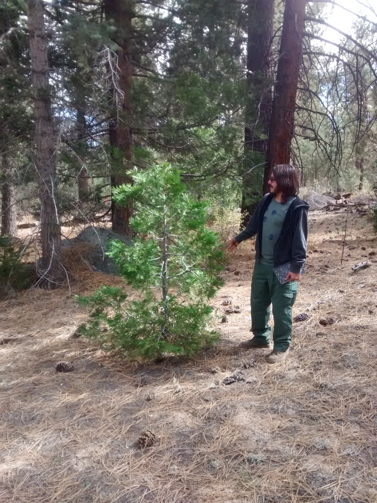 California incense-cedar from Sierra San Pedro Martir, Baja California ...