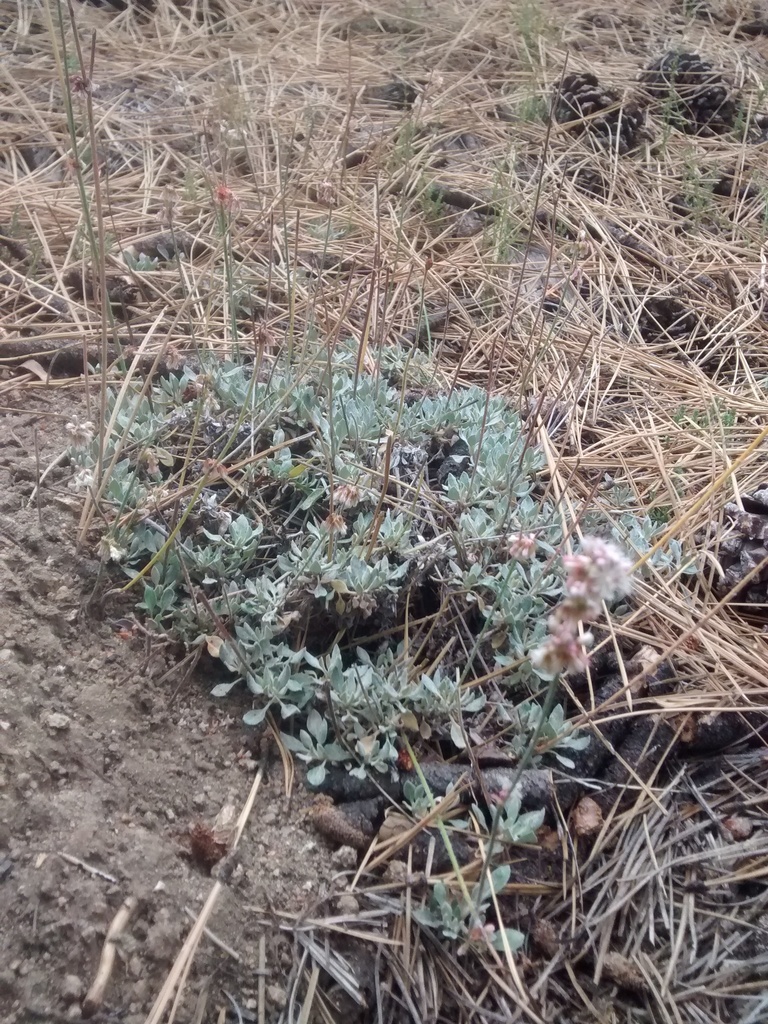 Eriogonum wrightii oresbium from Sierra San Pedro Martir, Baja ...