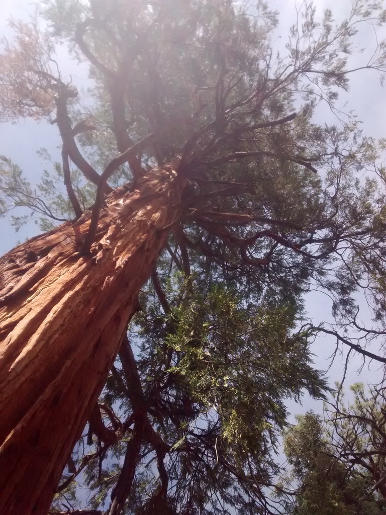 California incense-cedar from Sierra San Pedro Martir, Baja California ...