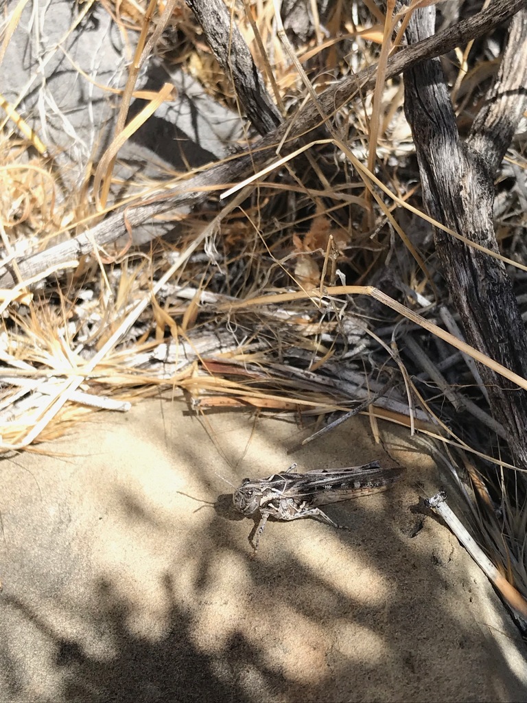 Brown-spotted Range Grasshopper from Red Rock Canyon National ...