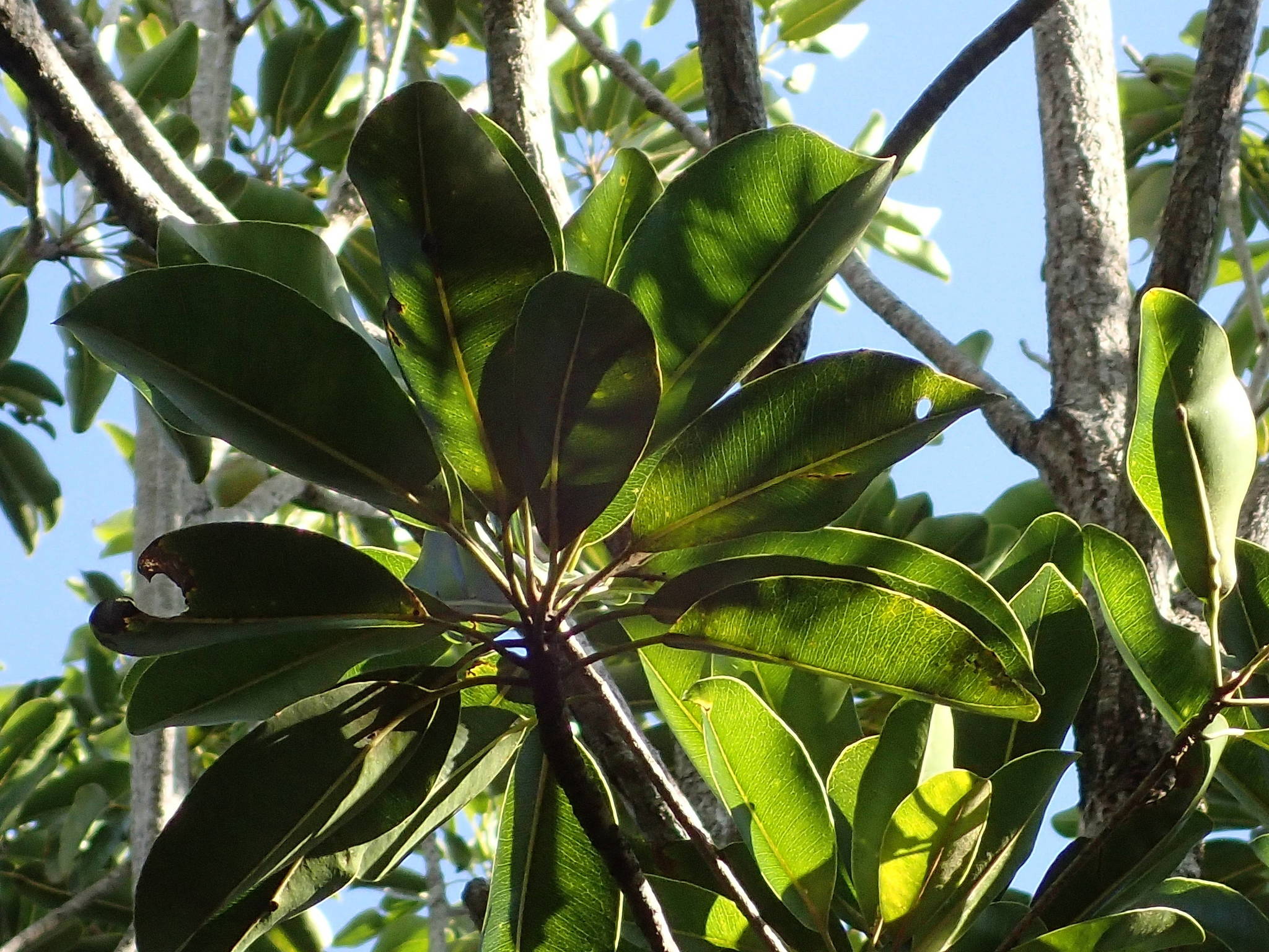 Mimusops balata (Aubl.) C.F.Gaertn.