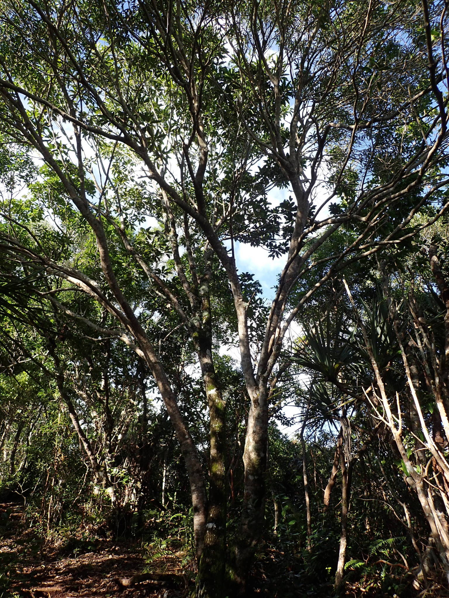 Mimusops balata (Aubl.) C.F.Gaertn.