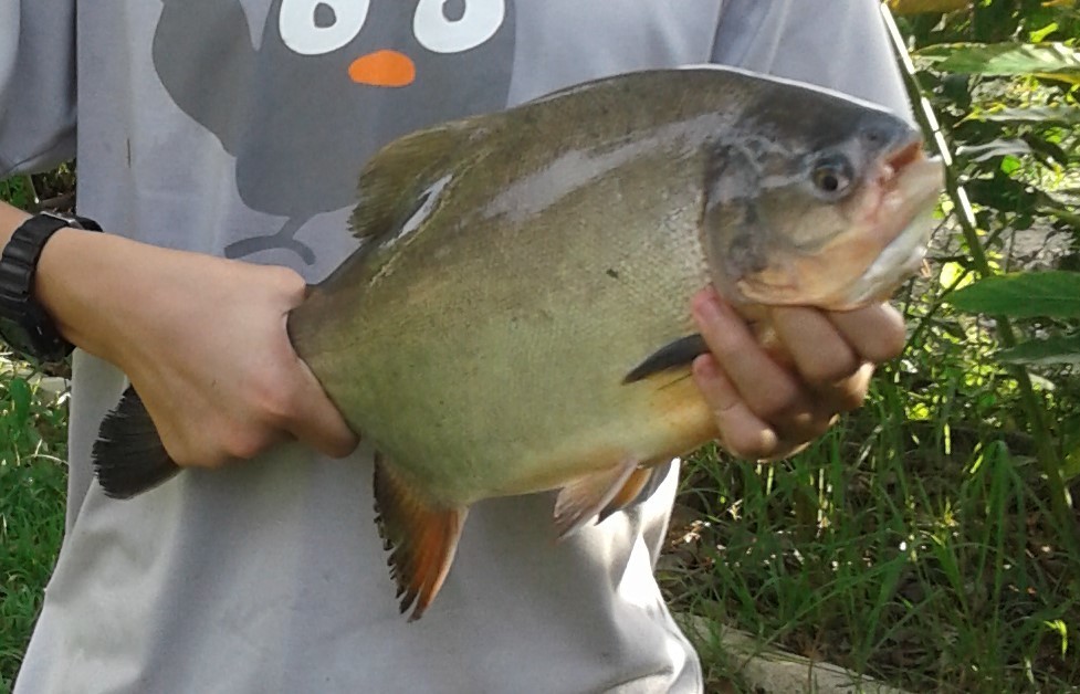 Red-bellied Pacu from Gunung Ledang, Sagil, Tangkak, Johor, Malaysia on ...