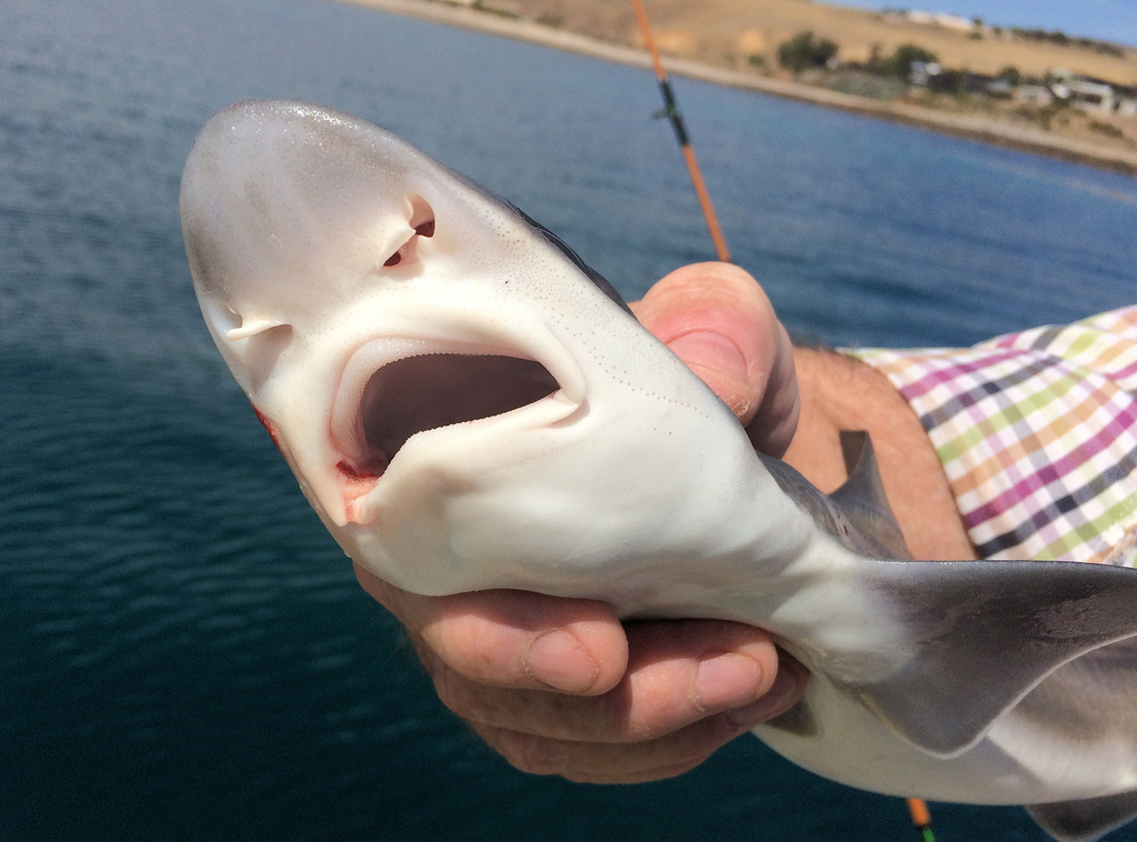 Gummy Shark (Mustelus antarcticus) - Marine Life Identification