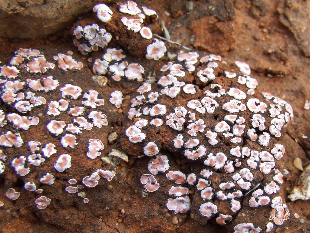 Blushing Scale Lichen (Lichens and Fungi of Montana Vol. 2, M-Z ...